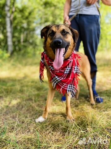 Небольшой песик в добрые руки