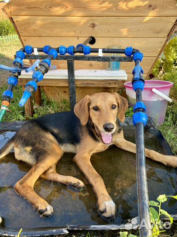 Продажа русская гончая