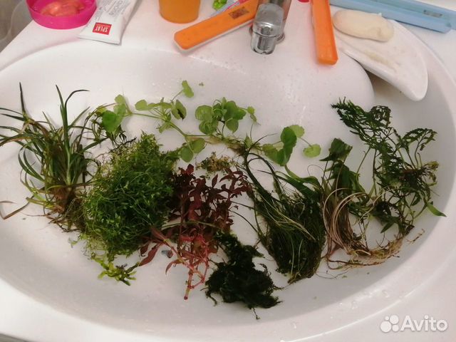 Прополка аквариумных растений в Колпино