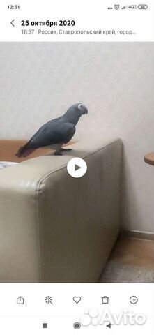 Ручной говорящий попугай