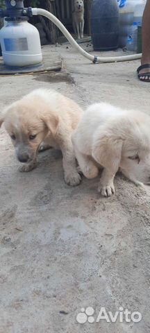 Собака кавказцы