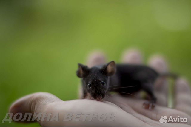 Чёрный мальчик мышонок