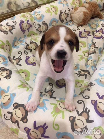 Щенки дворняжки