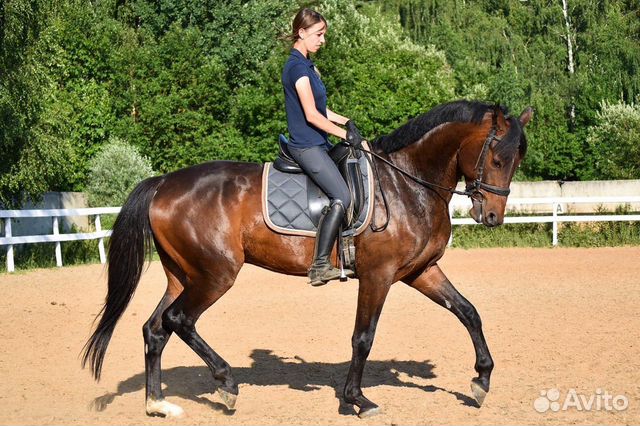 Перспективный молодой мерин