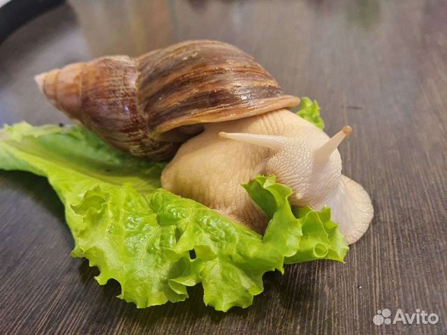 Улитка ахатина белая