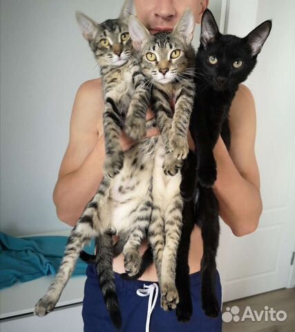 Котята 4,5 месяца в добрые руки