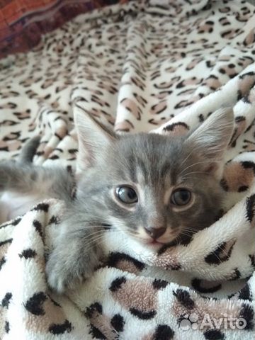 Котенок 2 месяца мальчик