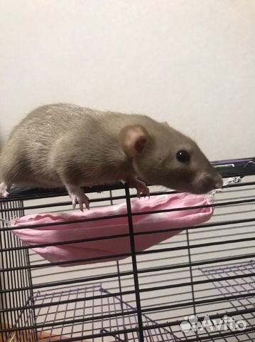 Крыса дамбо с клеткой