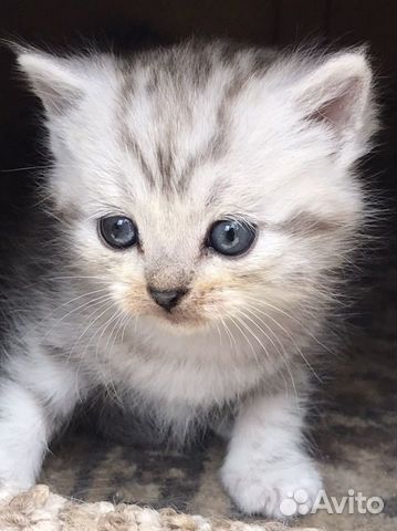 Котенок в добрые руки