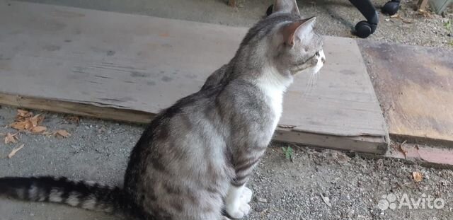 Отдам в хорошие руки котенка