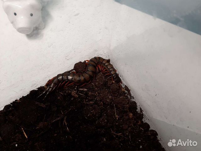 Скалапендра крымская