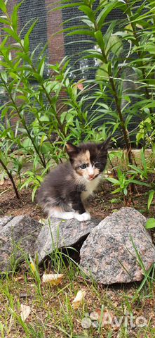 Отдам котенка в добрые руки