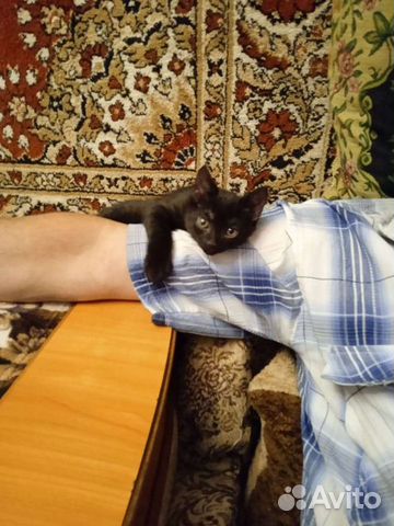 Котенок в добрые руки