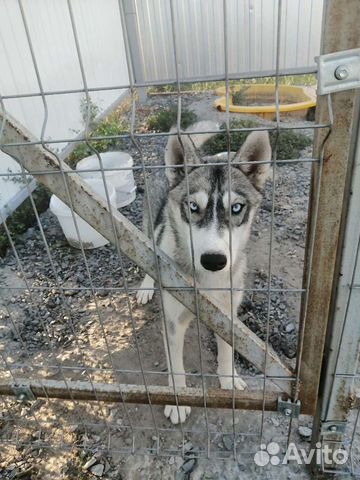 Сибирский хаски