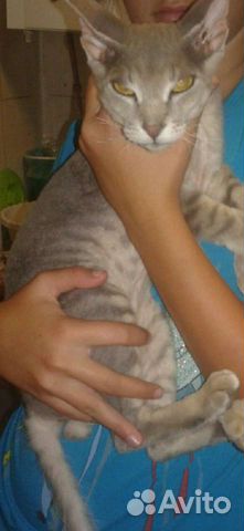 Чей потеряшка