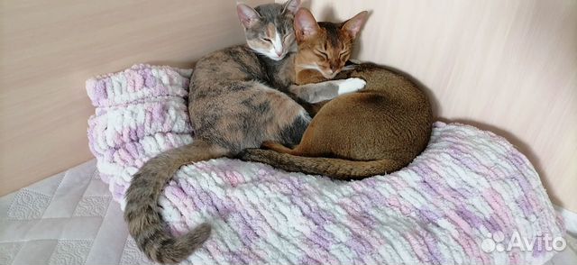 Отдам бесплатно кошку. Мама аббисинка на фото