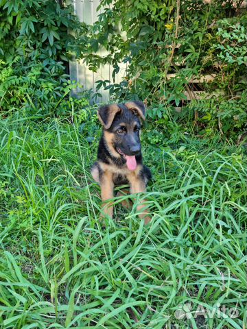 Щенки немецкой овчарки