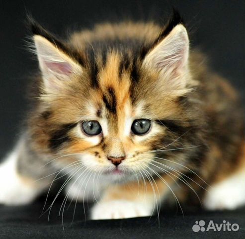 Котята, котёнок раздные в добрые руки