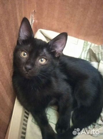 Котенок Лёля