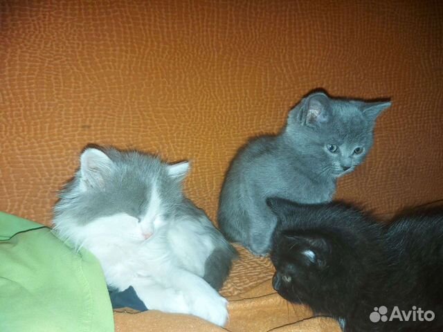 Котята Чудесные смышленые бесплатно