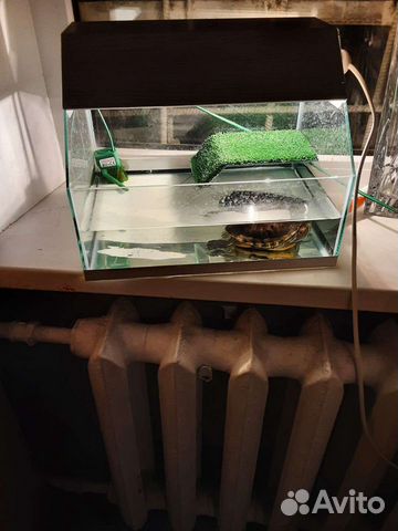 Красноухая черепаха с аквариумом