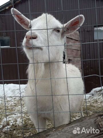 Коза зааненская