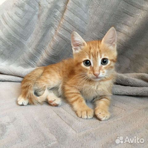 Рыжий котенок