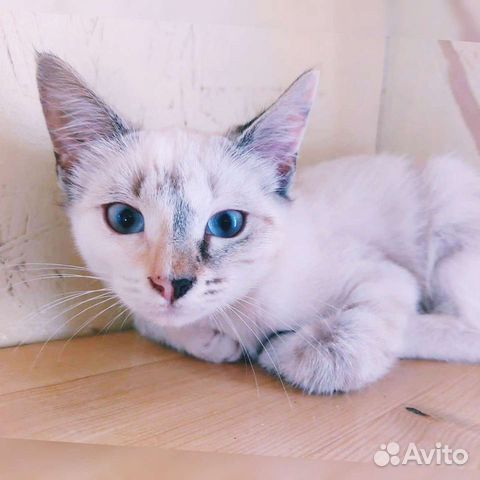 Котята, котёнок, кошечка в добрые руки