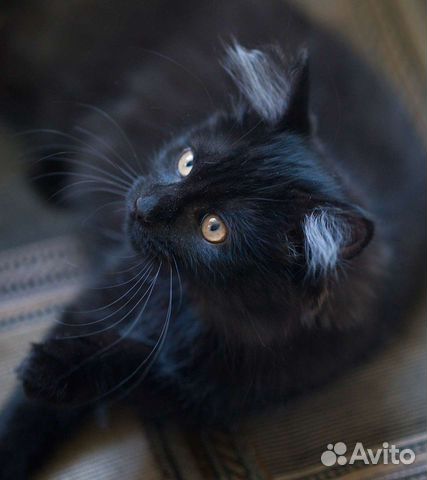 Котик Фредди