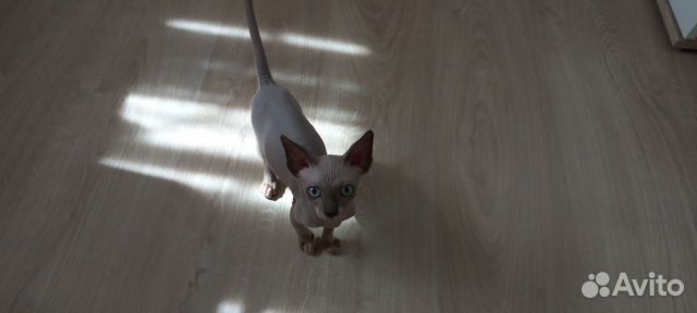 Канадский сфинкс