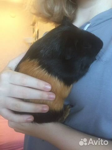 Морская свинка с клеткой