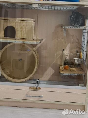 Продам шиншилу