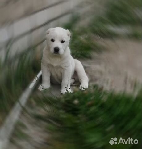 Алабайка белая