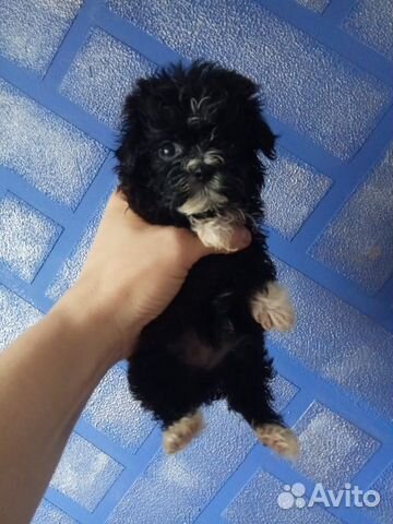 Девочка micro мальтипу