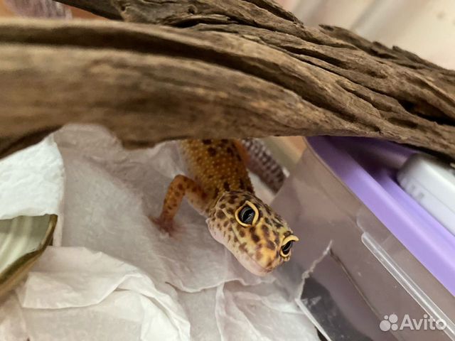 Пара взрослых эублефаров