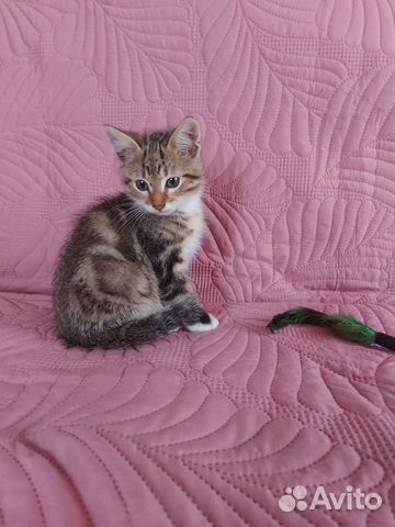 Котенок Гав (Гаврюша) ищет хорошие ручки