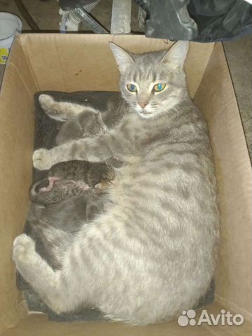 Кошки бесплатно