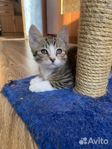 Котенок Ластик