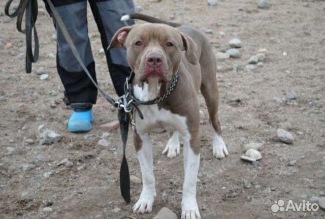 Артур ищет дом