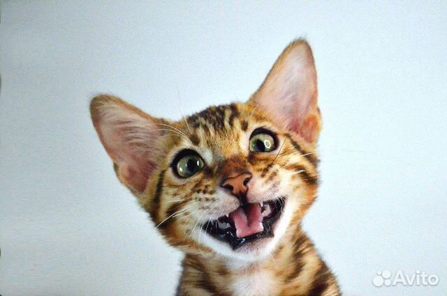 Бенгальская красавица