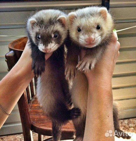 Хорёчки ручные фретки