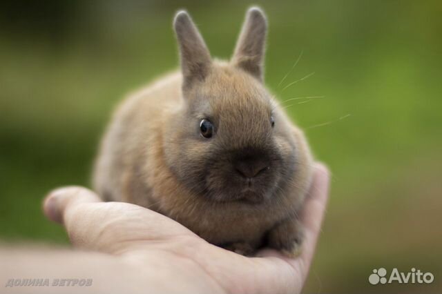 Девочка, карлик сатин ген тюрингенского окраса
