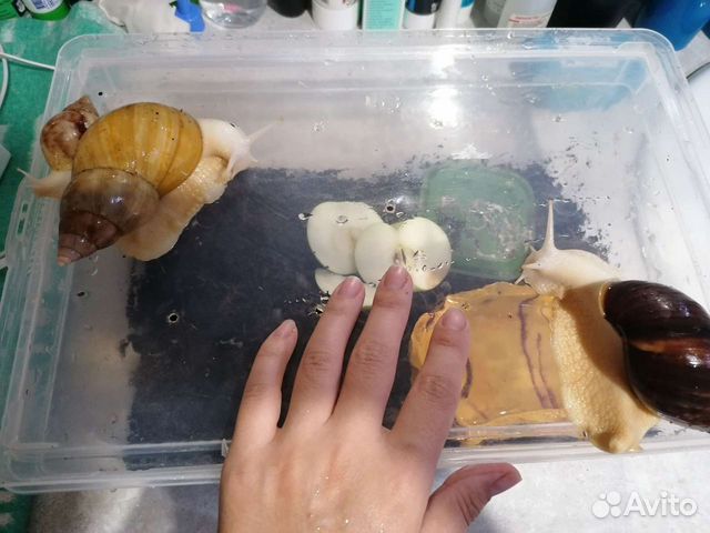 Улитки ахатины бесплатно