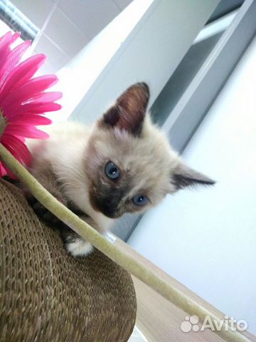 Котеночек
