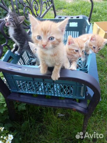 Котята в добрые руки бесплатно