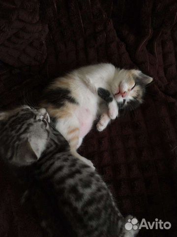 Милые котята девочки