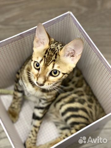 Бенгальская кошка 3 месяца воможен торг