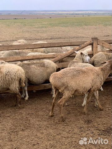 Продаются матки переярки кол 25 готовы к осименени