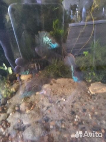 Акара берюзовая