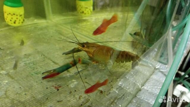 Раки аккр Ябби